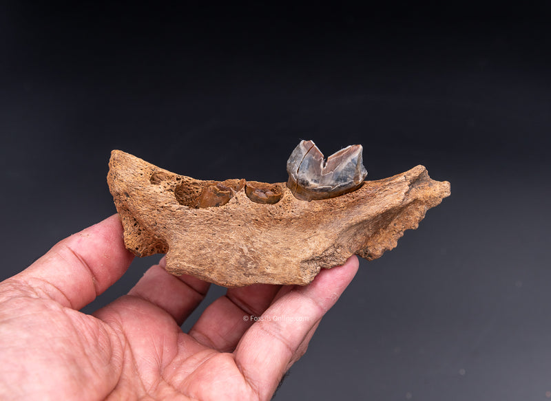 Carnivore Fossils