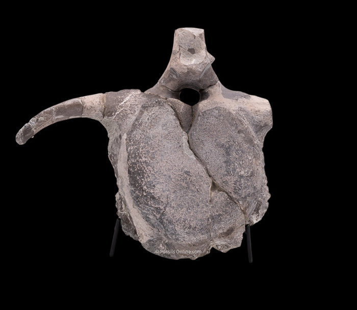Maiasaura Dinosaur Vertebra Two Medicine Formation