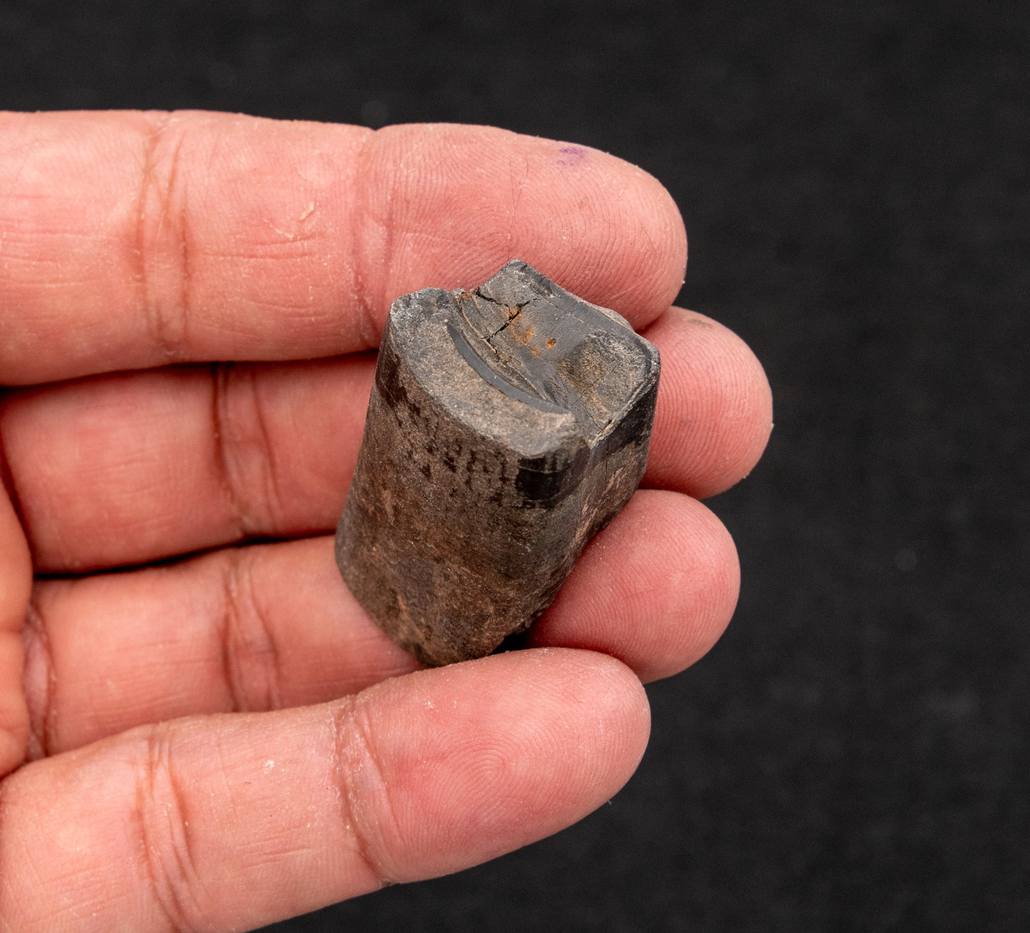 Baby Eremotherium Fossil Giant Sloth Tooth