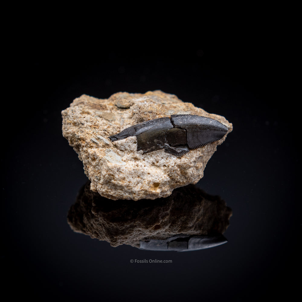 Allosaurus Dinosaur Tooth in Matrix 1"