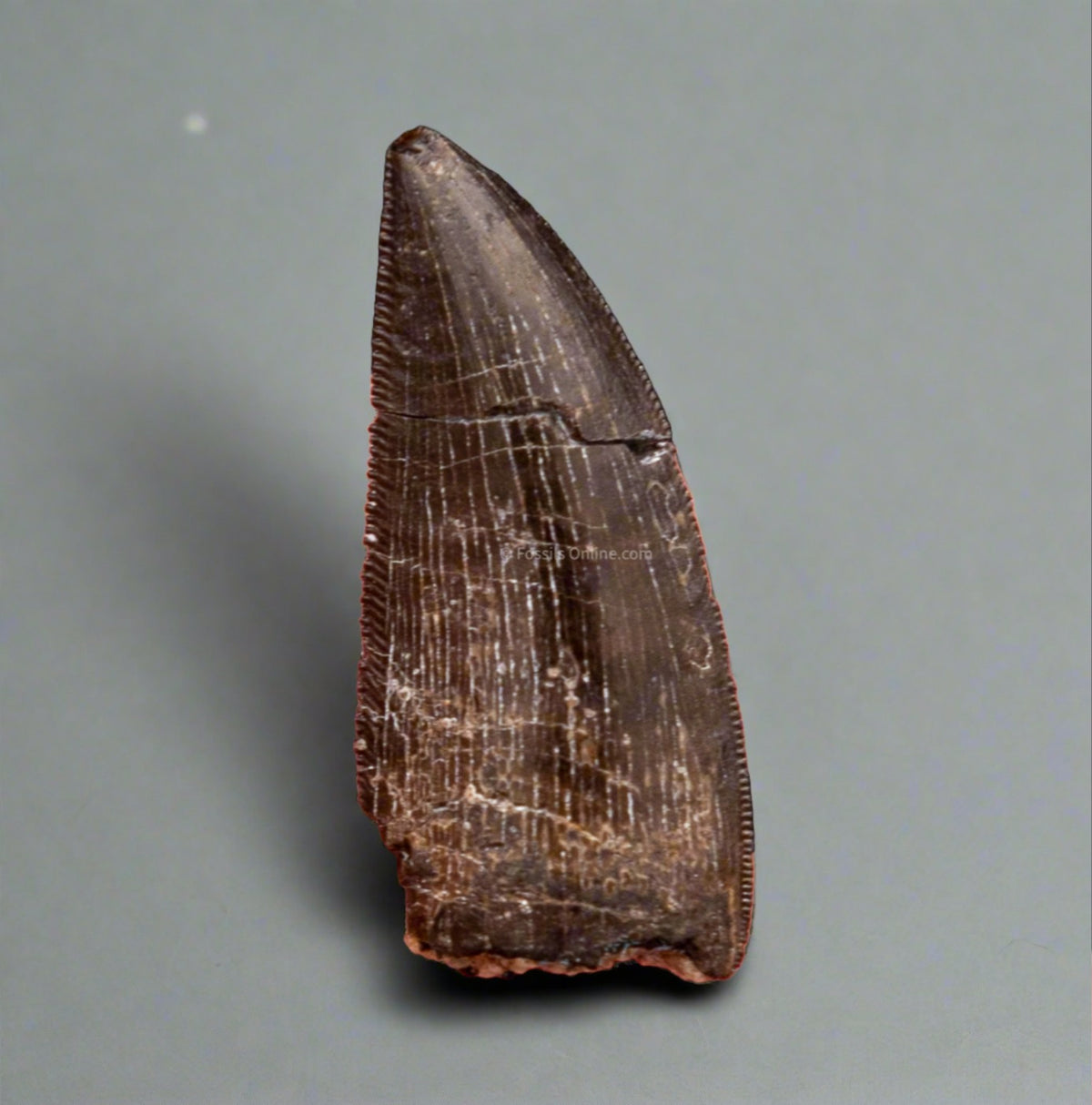 Allosaurus Dinosaur Tooth Real Dinosaur Tooth 1.04"