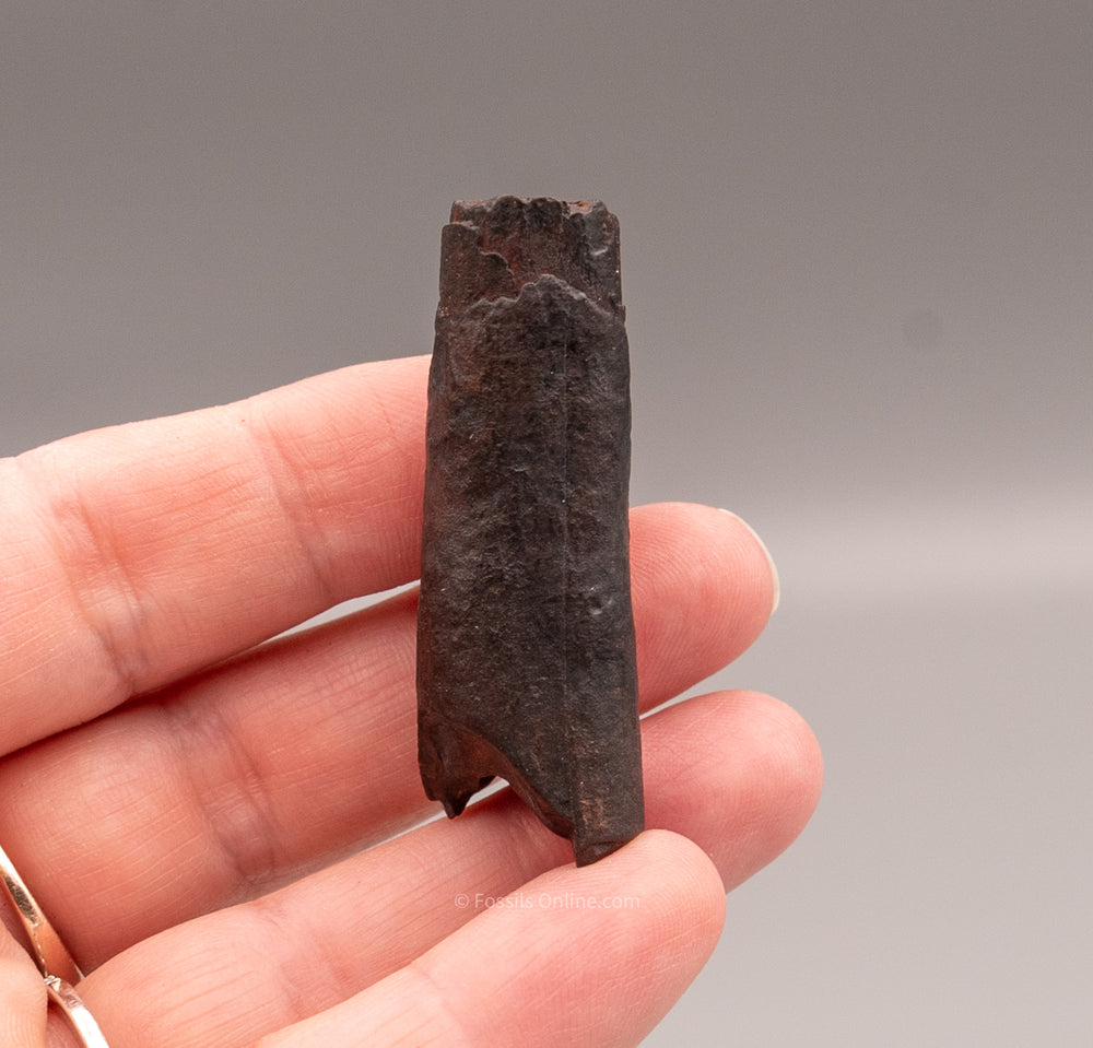 Rare Juvenile Mastodon Tusk Florida Fossils