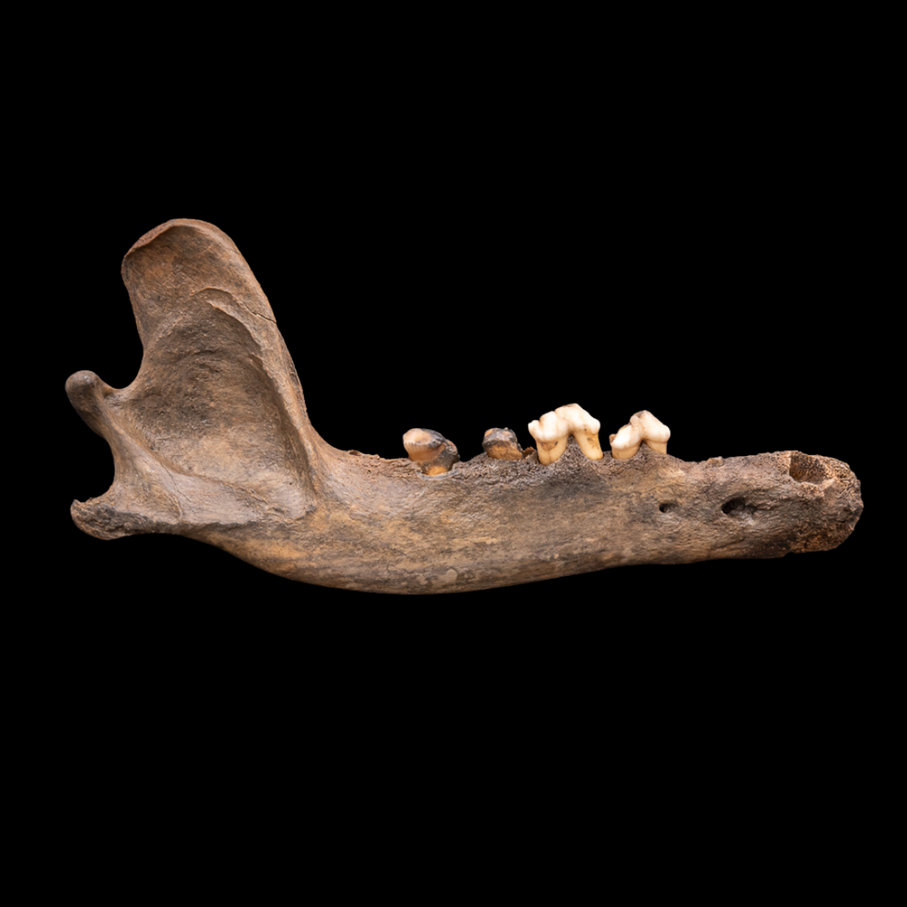 Carnivore Fossils