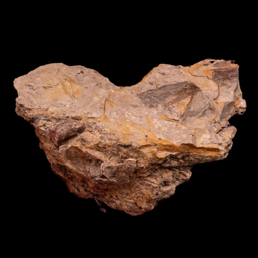 Hadrosaur Tooth in Matrix Aguja Formation