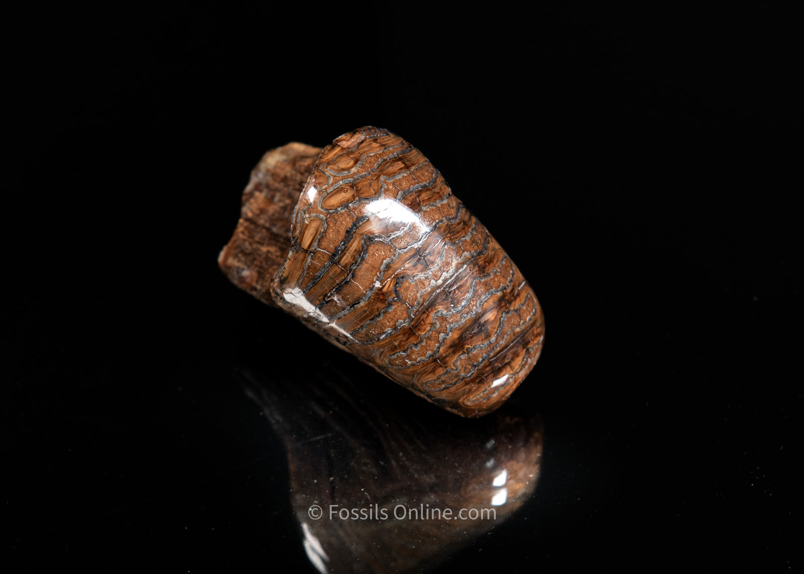 Polished Mammoth Teeth