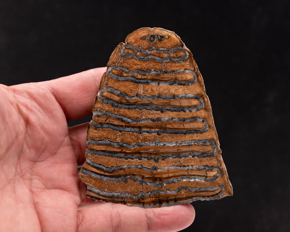 Polished Woolly Mammoth Tooth Slice from Siberia