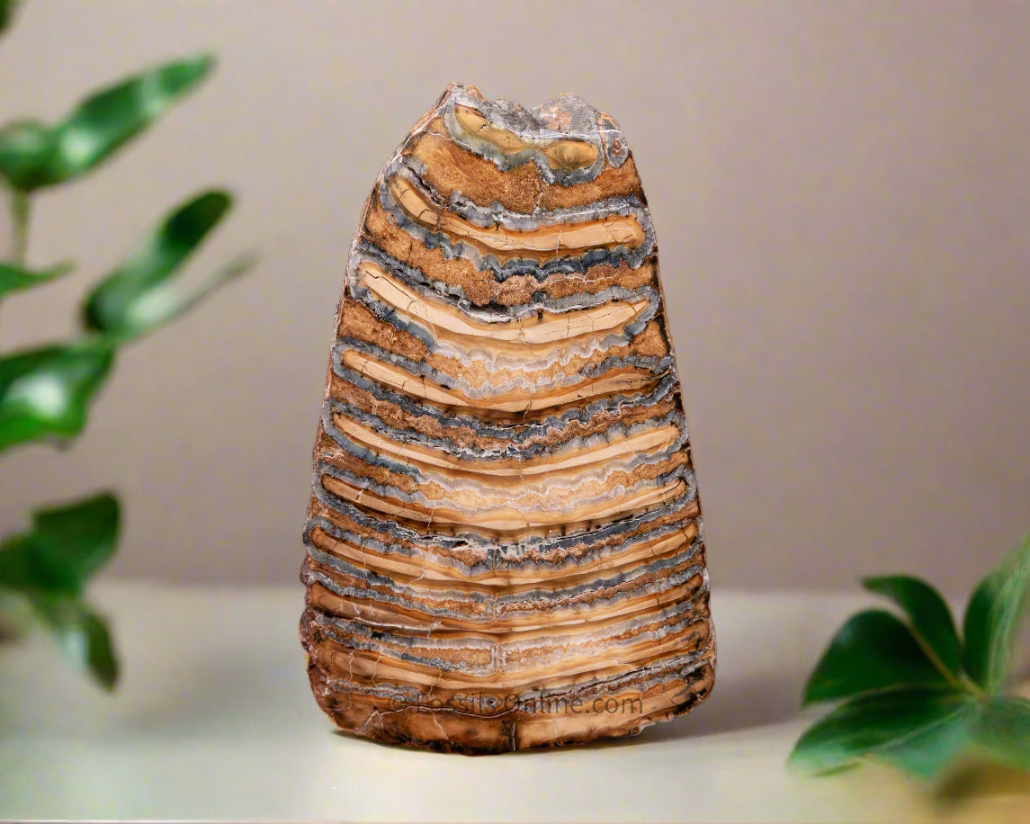 Polished Woolly Mammoth Tooth Slice from Siberia 4 7/8"