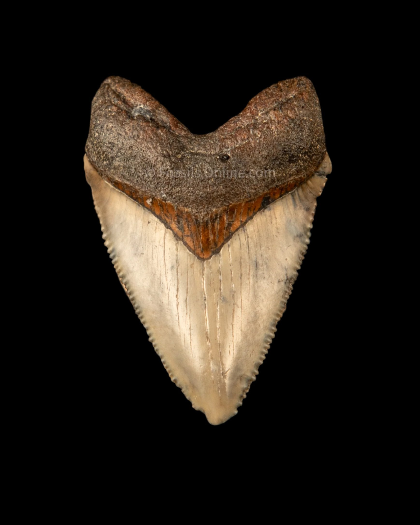 Megalodon Teeth