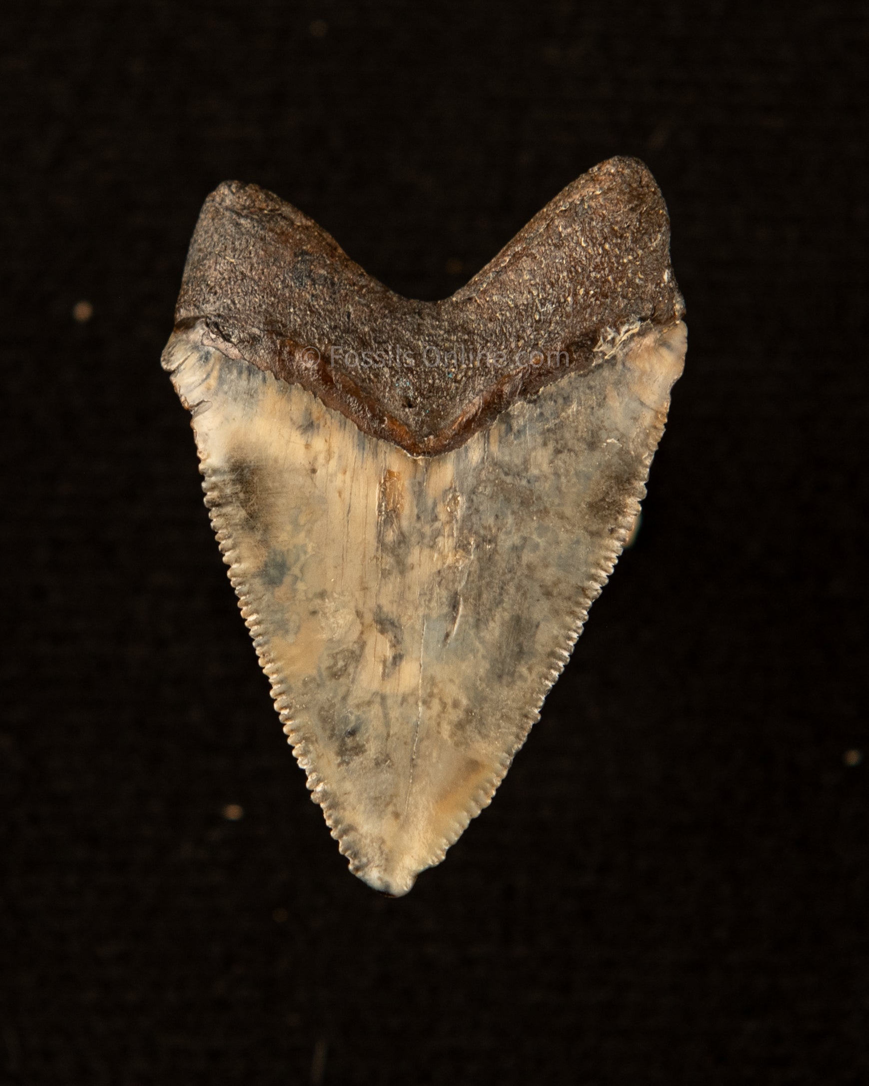 Megalodon Teeth