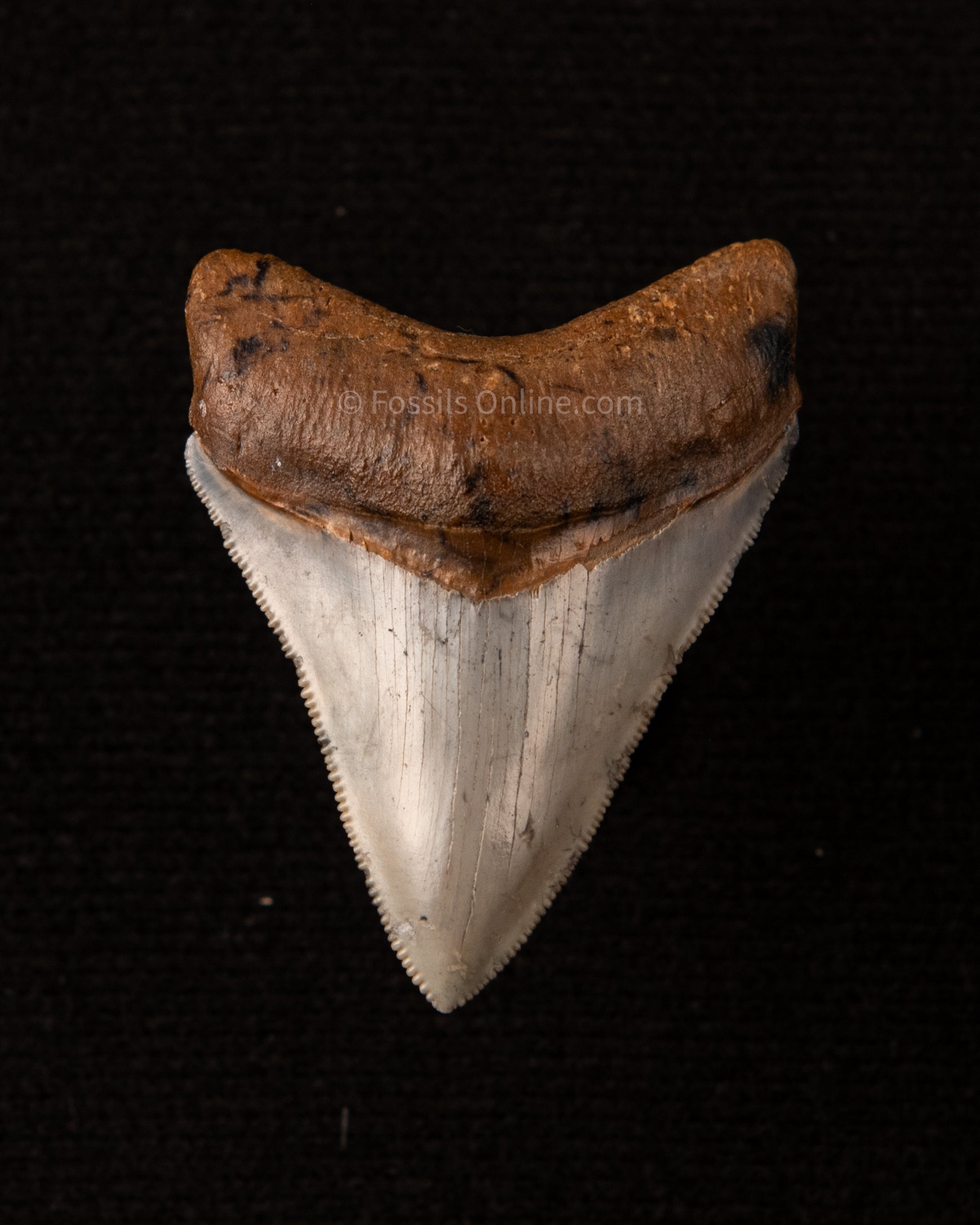 Megalodon Teeth