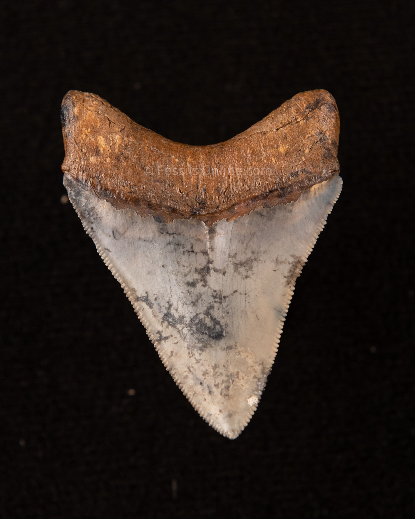 Megalodon Teeth