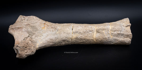 Rare Fossil Titanothere Radius Nebraska Fossils