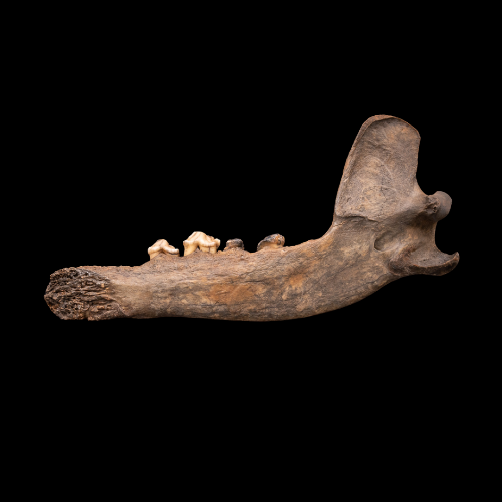 Carnivore Fossils
