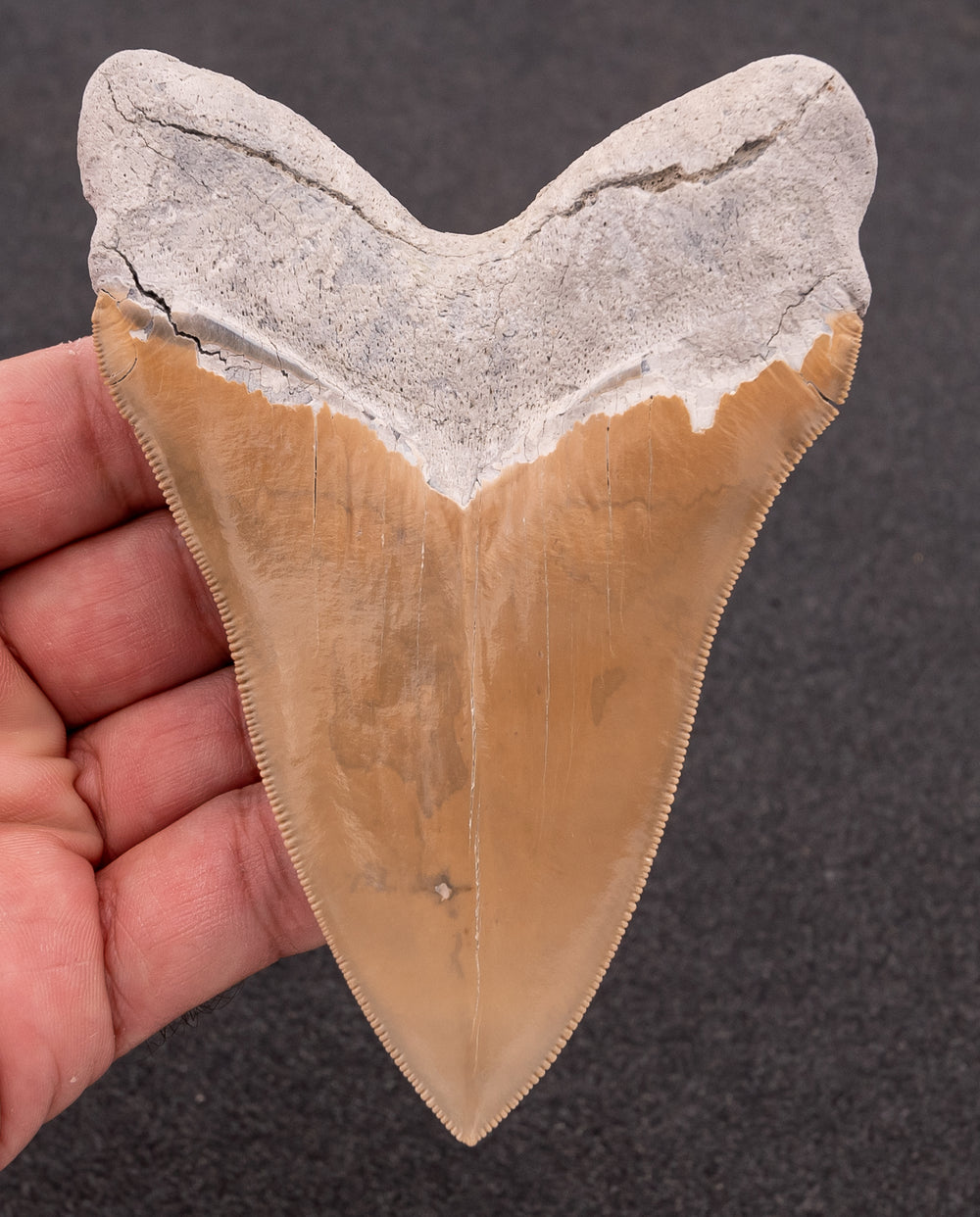 Megalodon Teeth