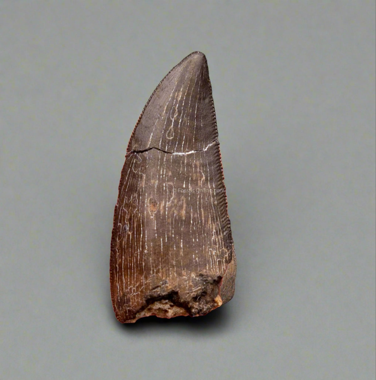 Allosaurus Dinosaur Tooth Real Dinosaur Tooth 1.04"