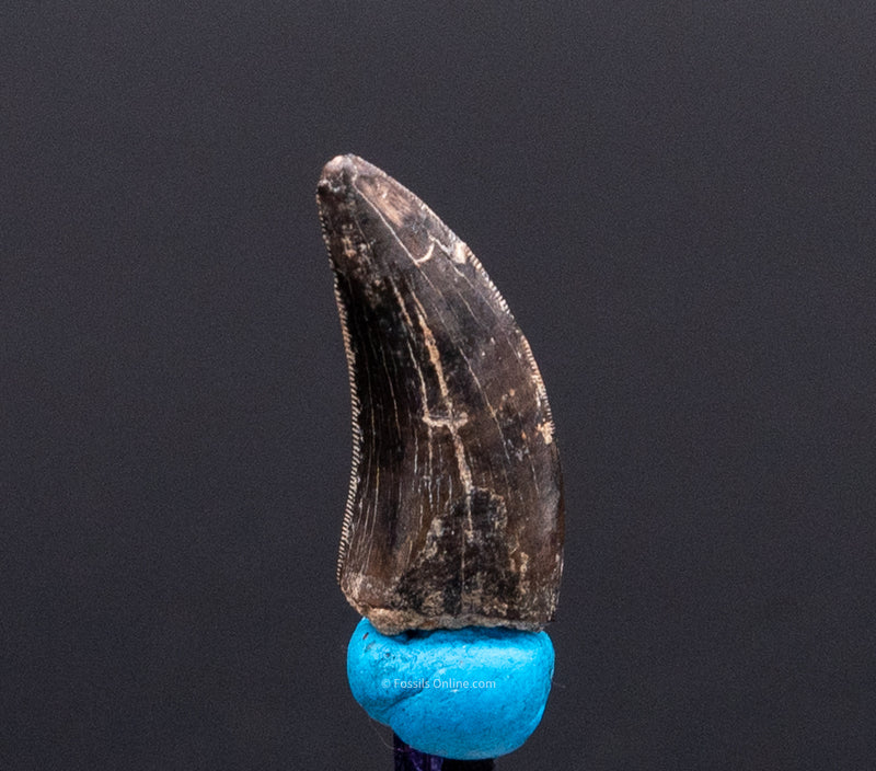 Dinosaur Teeth for Sale