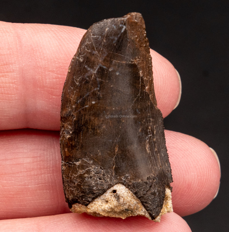 Allosaurus Dinosaur Tooth