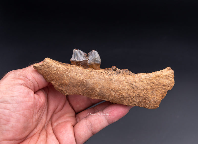 Carnivore Fossils