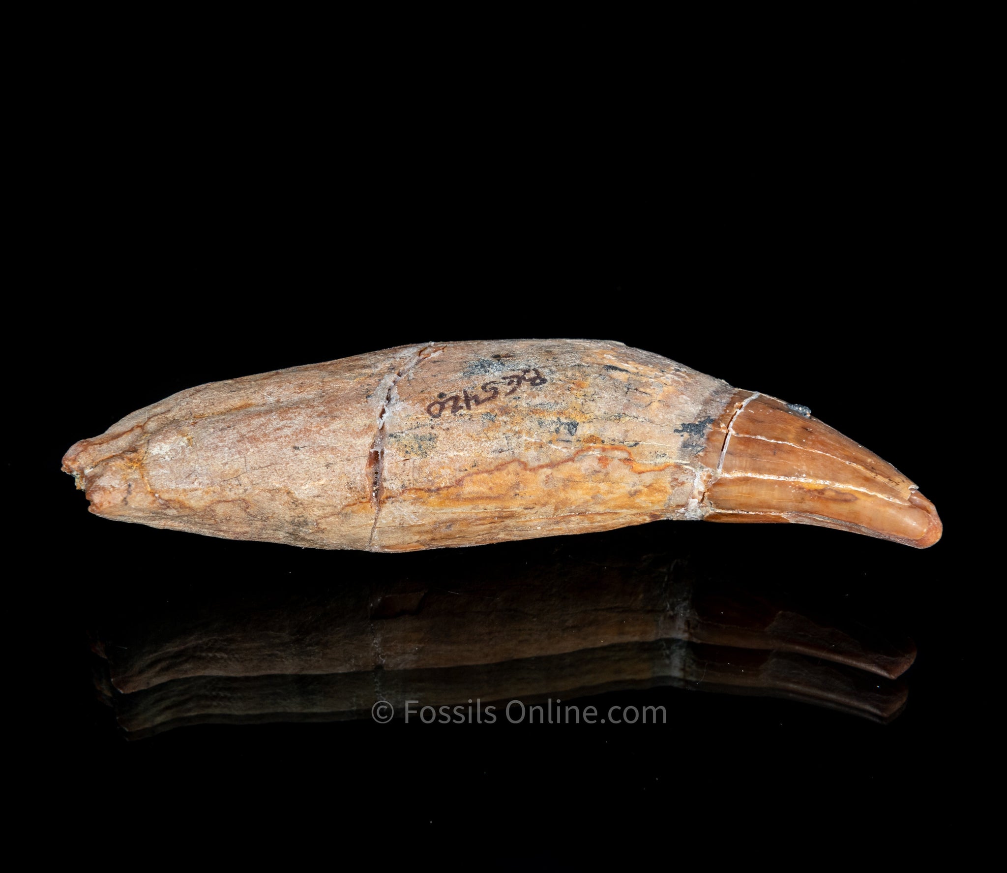 Allodesmus Tooth Ex Bob Ernst Collection