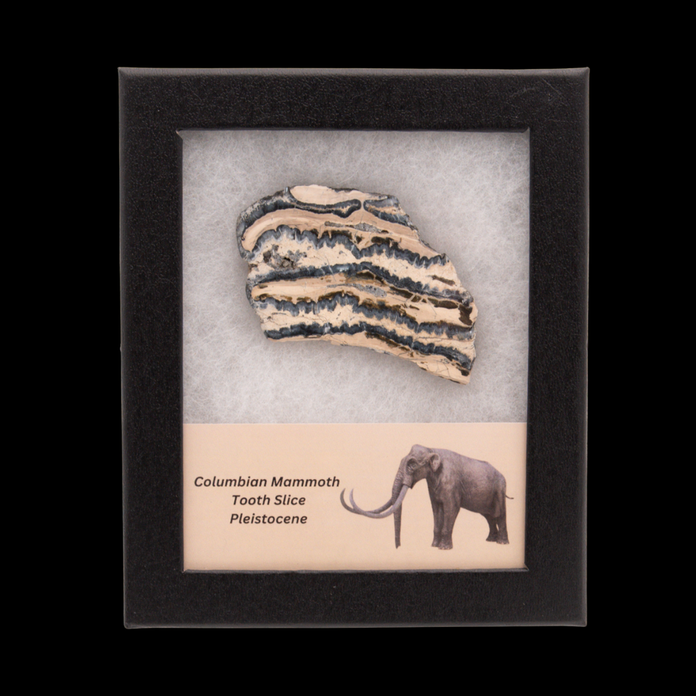 Columbian Mammoth Tooth Slice