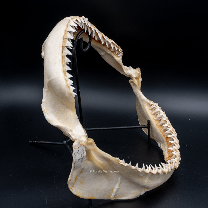 Bull Shark Jaw w/DATA Ex Dr. Gordon Hubbell Collection for Sale