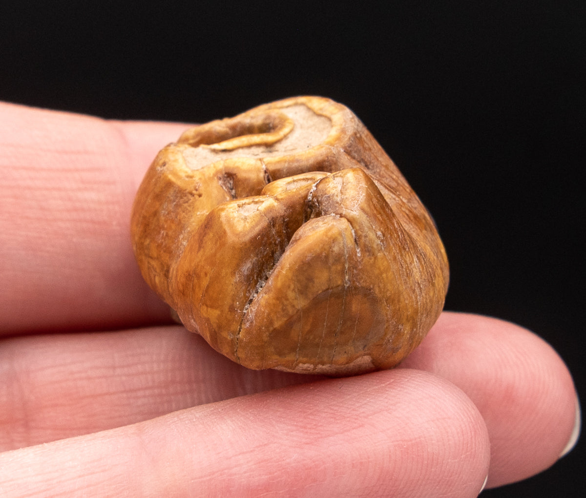 RARE Fossil Dugong Tooth Gainesville Creek