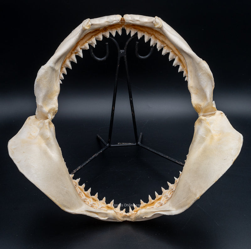 Bull Shark Jaw w/DATA Ex Dr. Gordon Hubbell Collection for Sale