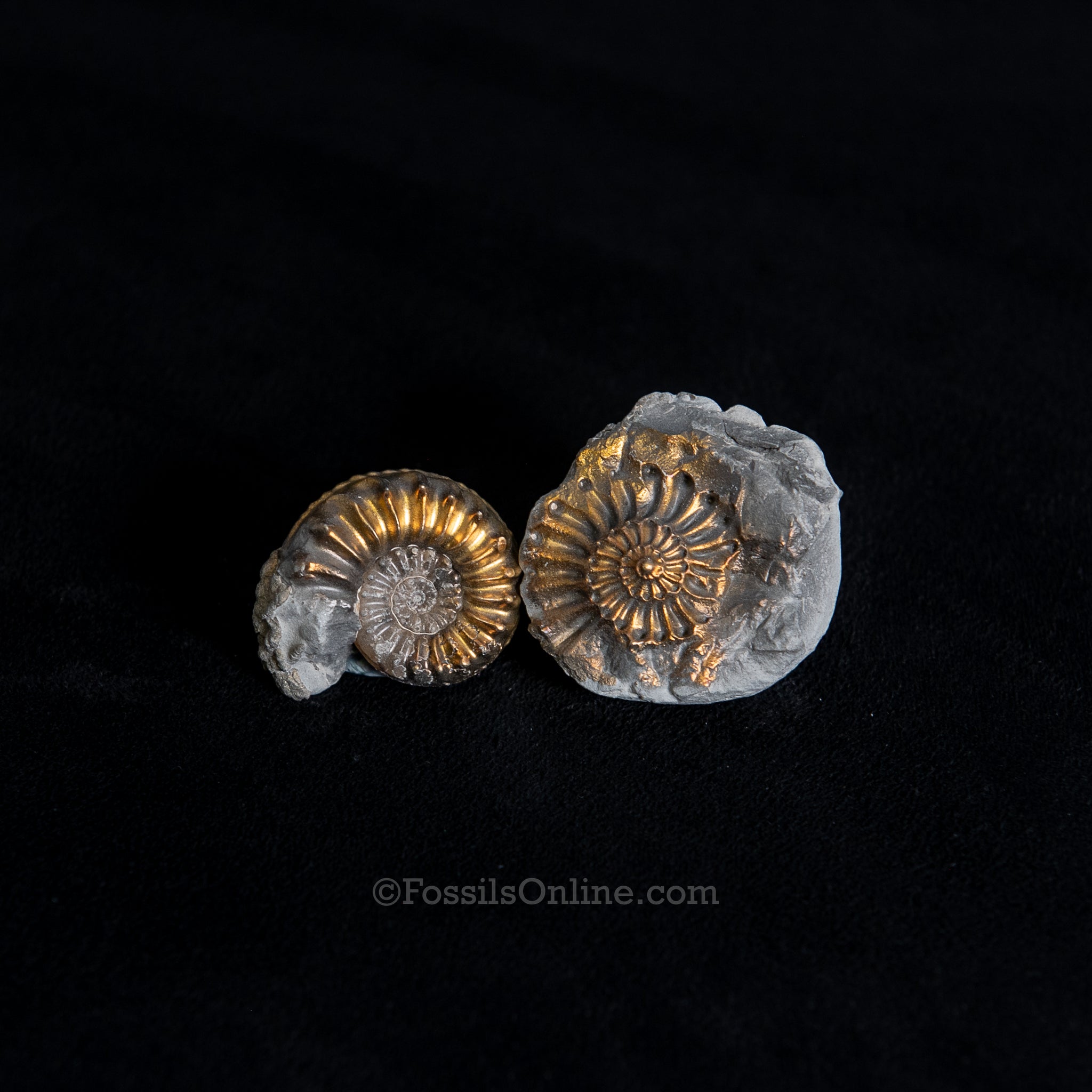 Fossil Pyritized Ammonite with its negative Pleuroceras Jurassic Germa