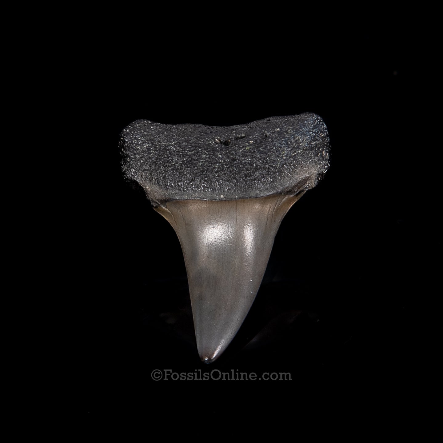 Isurus retroflexus Shark Tooth for Sale