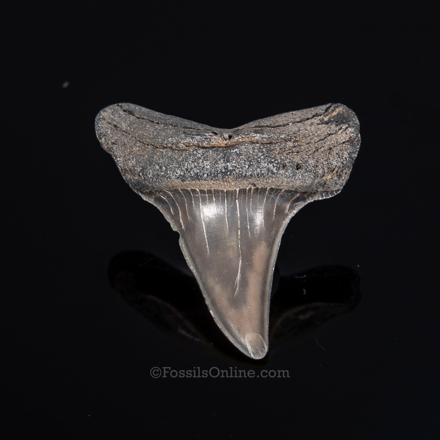 Isurus retroflexus Shark Tooth for Sale