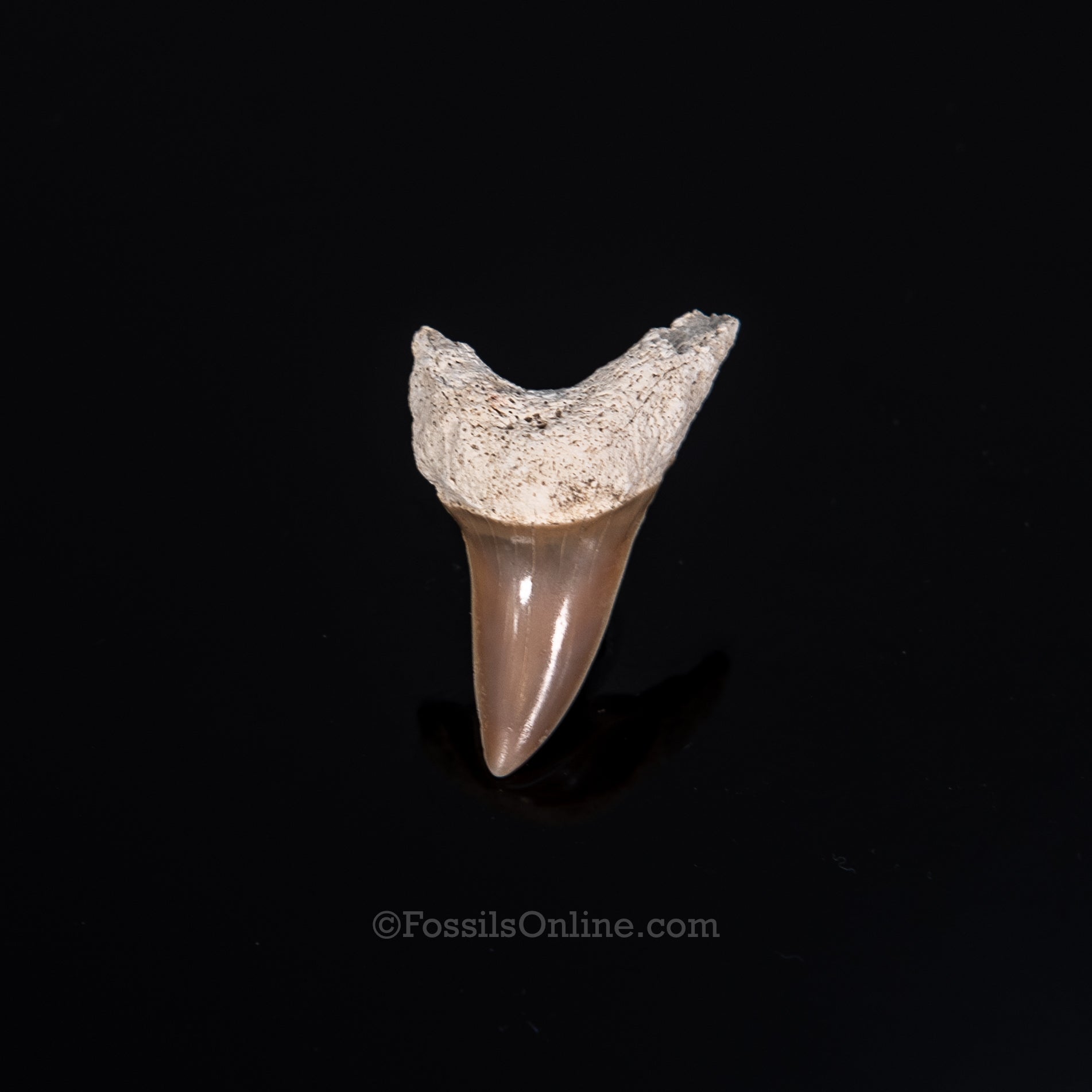 Isurus retroflexus Shark Tooth for Sale