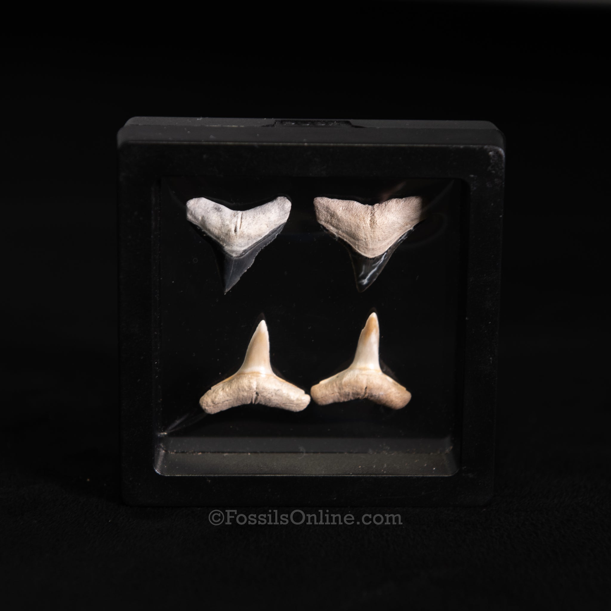 Bull & Lemon Shark Tooth Set – Bone Valley, Florida (3" Display Case)