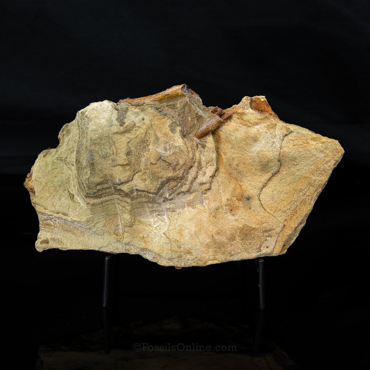 Authentic Fossils for Sale -- Buy Fossils Online