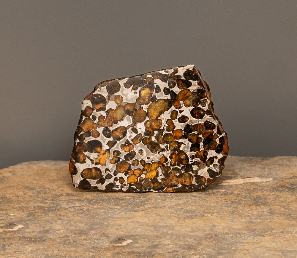 Authentic Fossils for Sale -- Buy Fossils Online