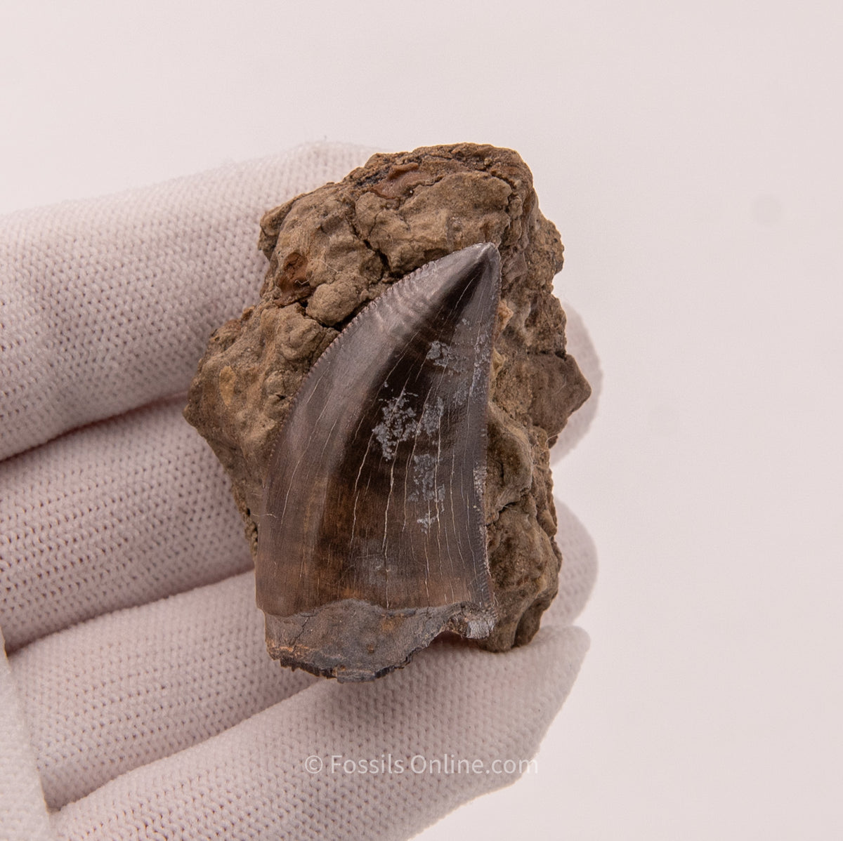 Authentic Fossils for Sale -- Buy Fossils Online