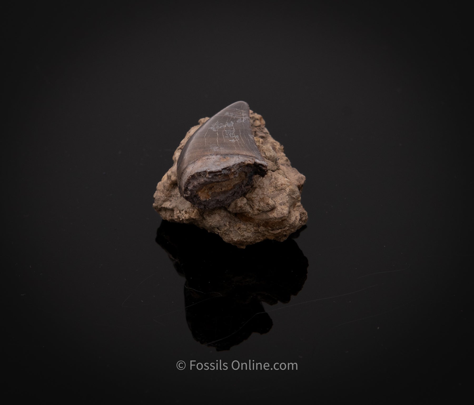 Authentic Fossils for Sale -- Buy Fossils Online