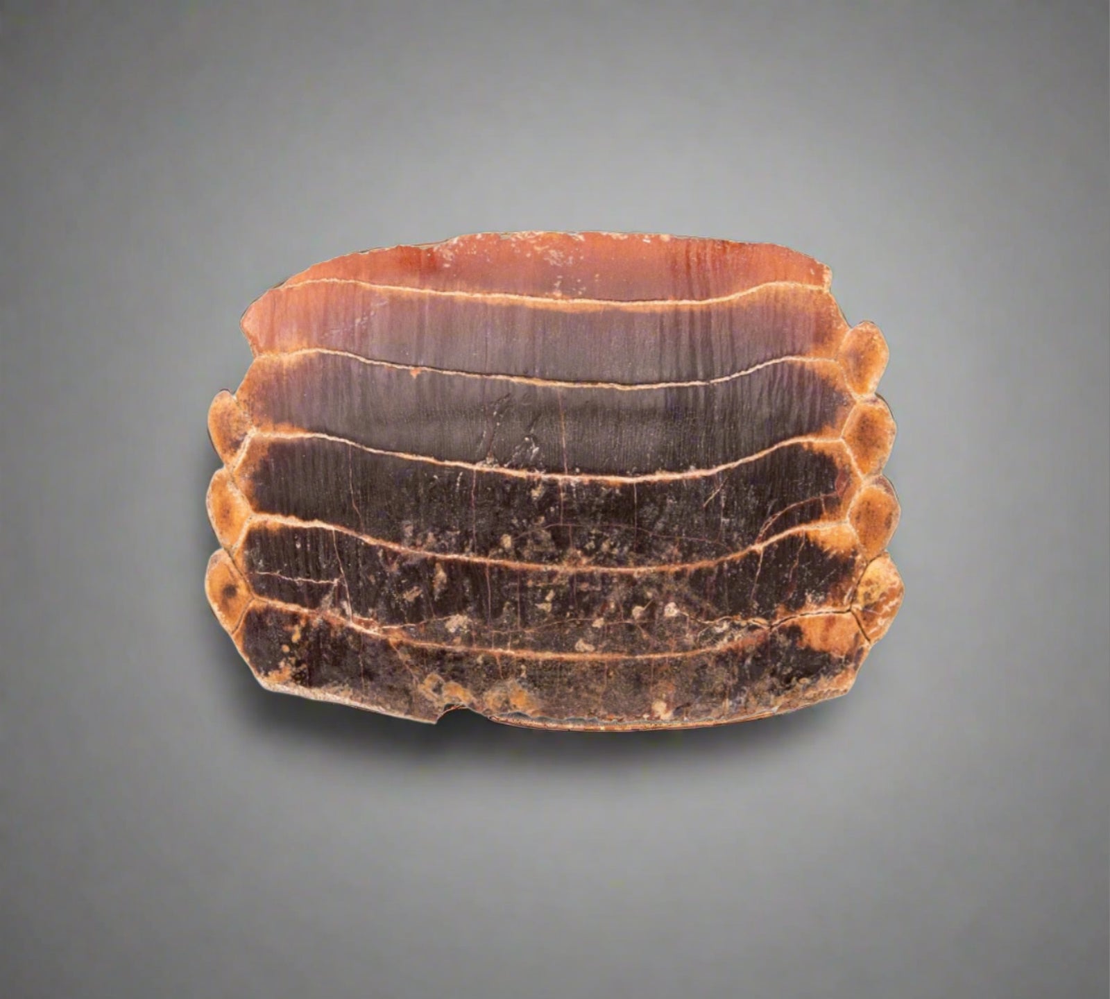 Other Shark and Ray Fossils