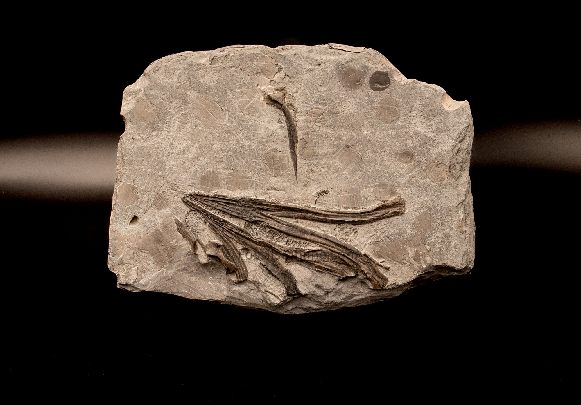 Authentic Fossils for Sale -- Buy Fossils Online