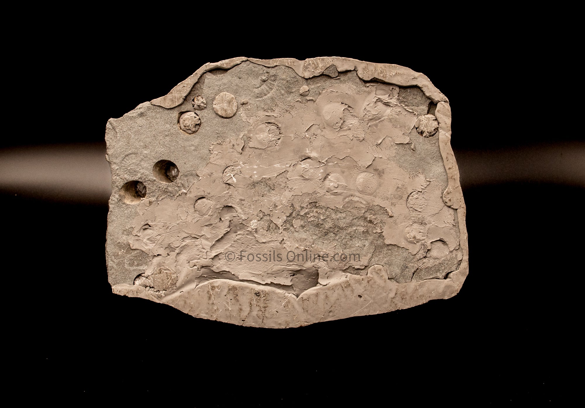 Authentic Fossils for Sale -- Buy Fossils Online