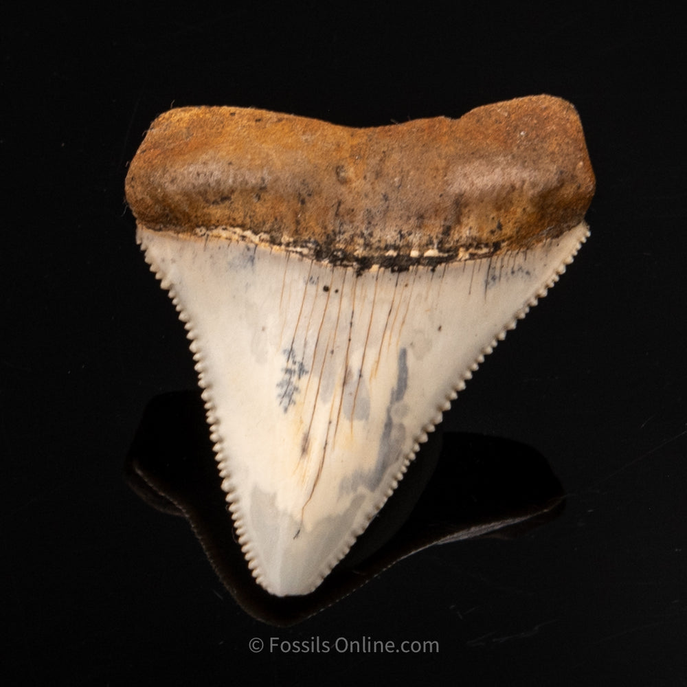 fossil