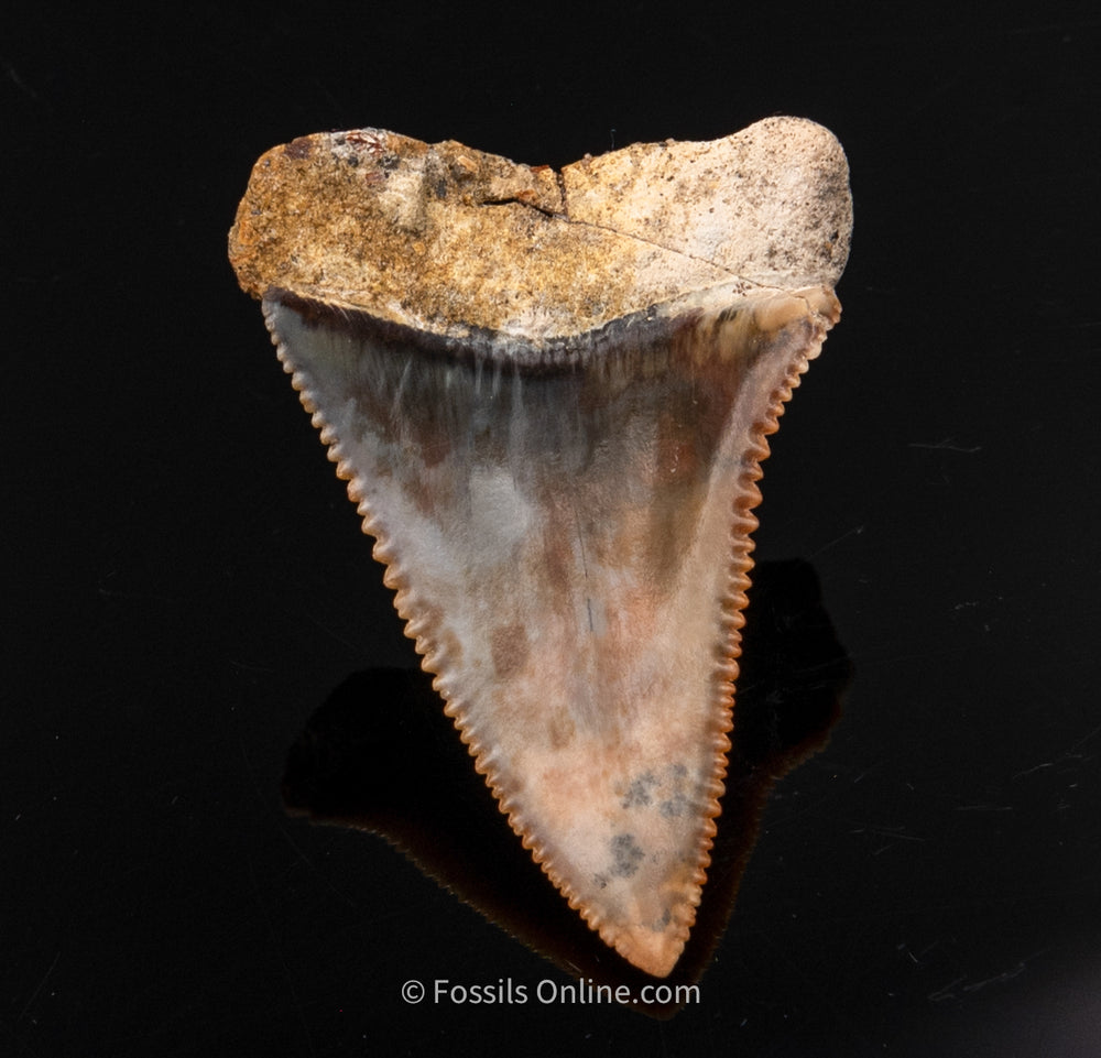 fossil