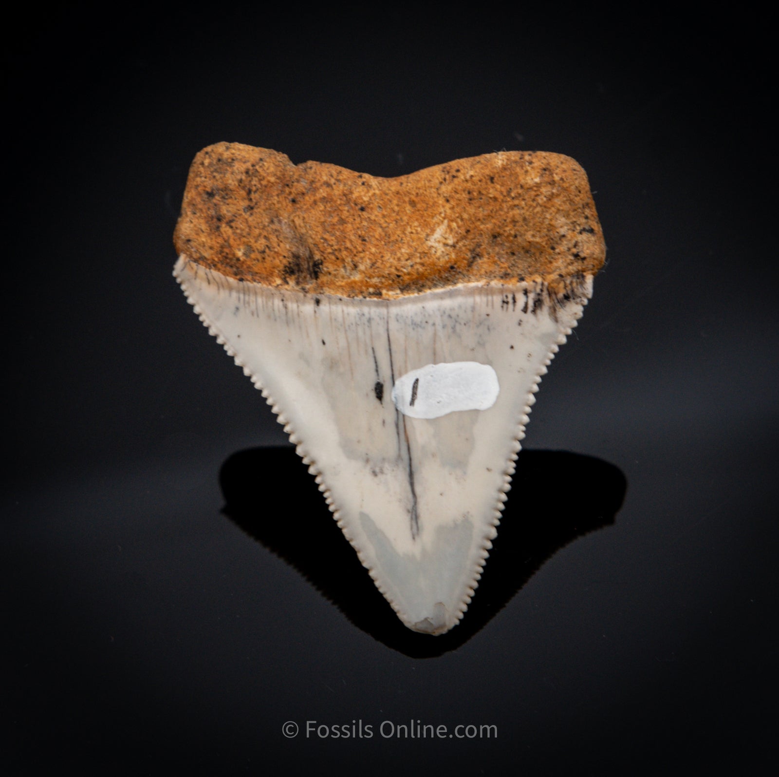 fossil