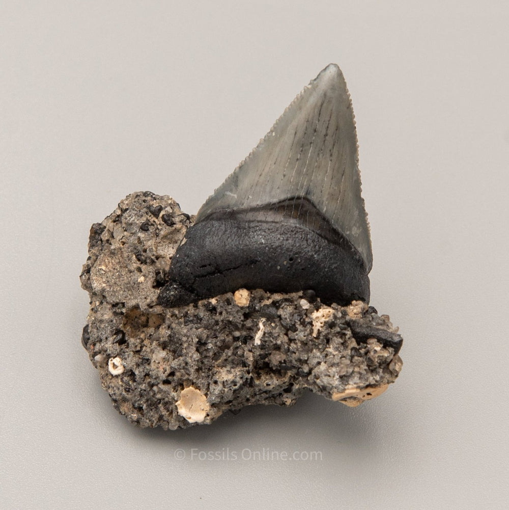 Megalodon Teeth