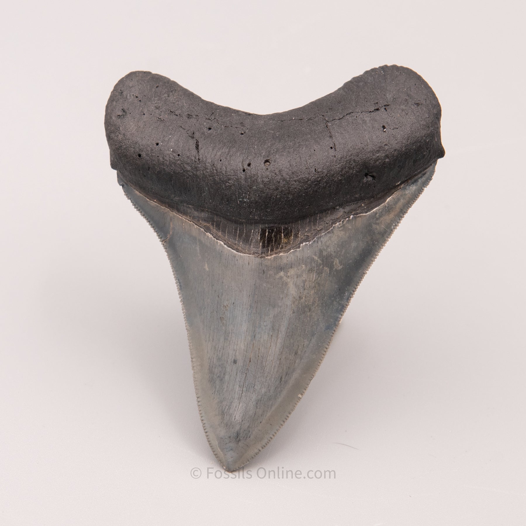 Megalodon Teeth