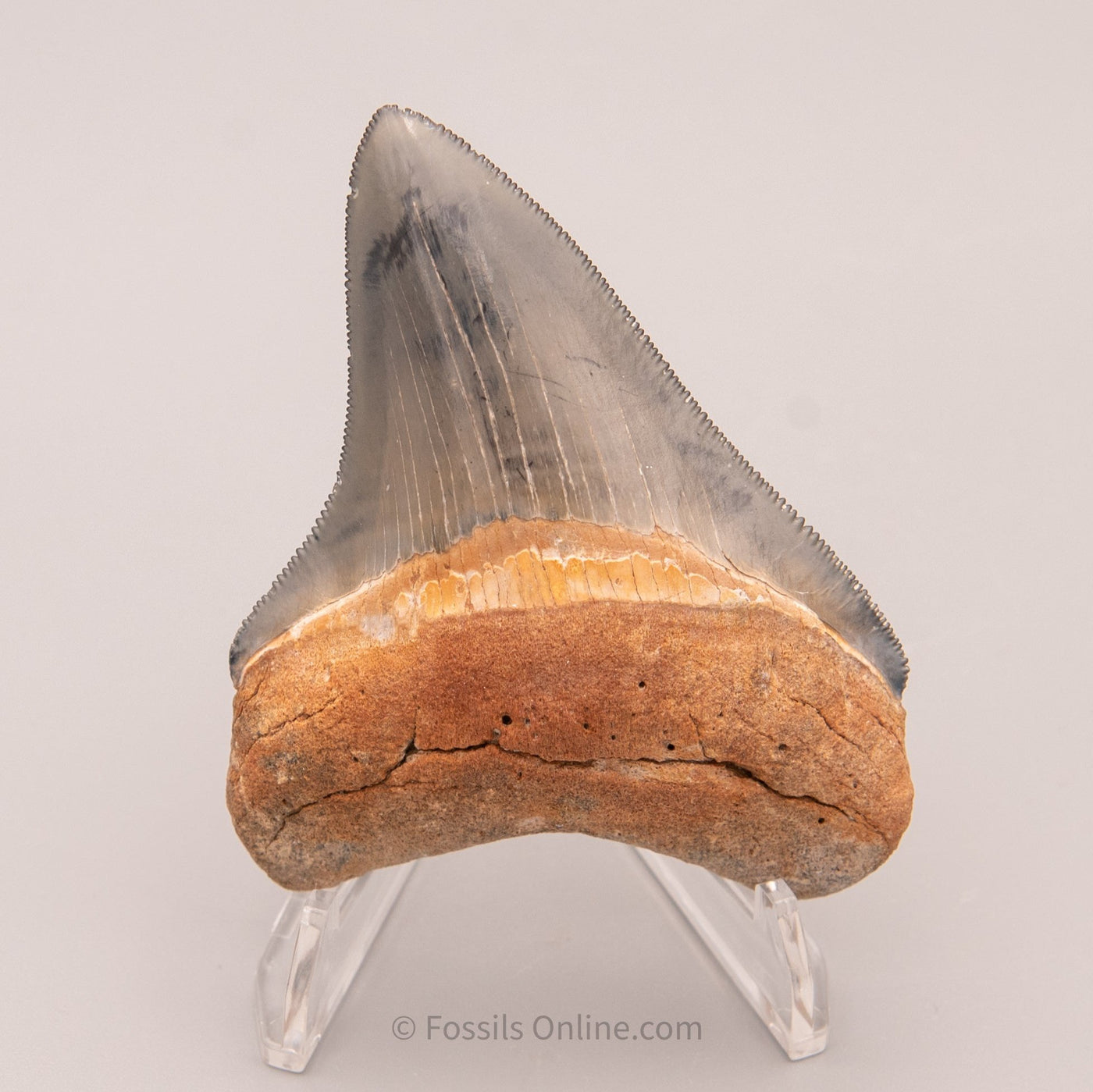 Megalodon Teeth
