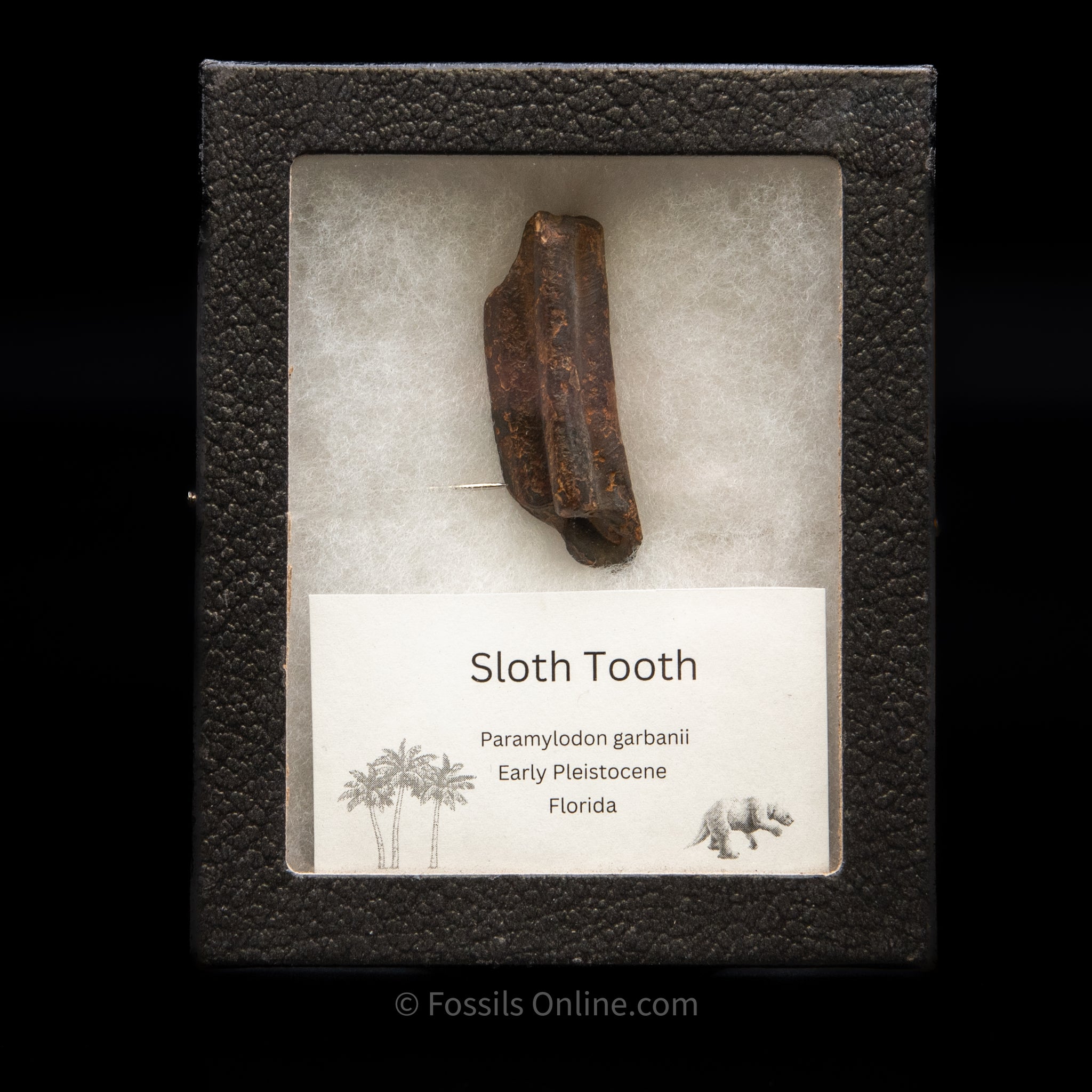 Sloth Tooth