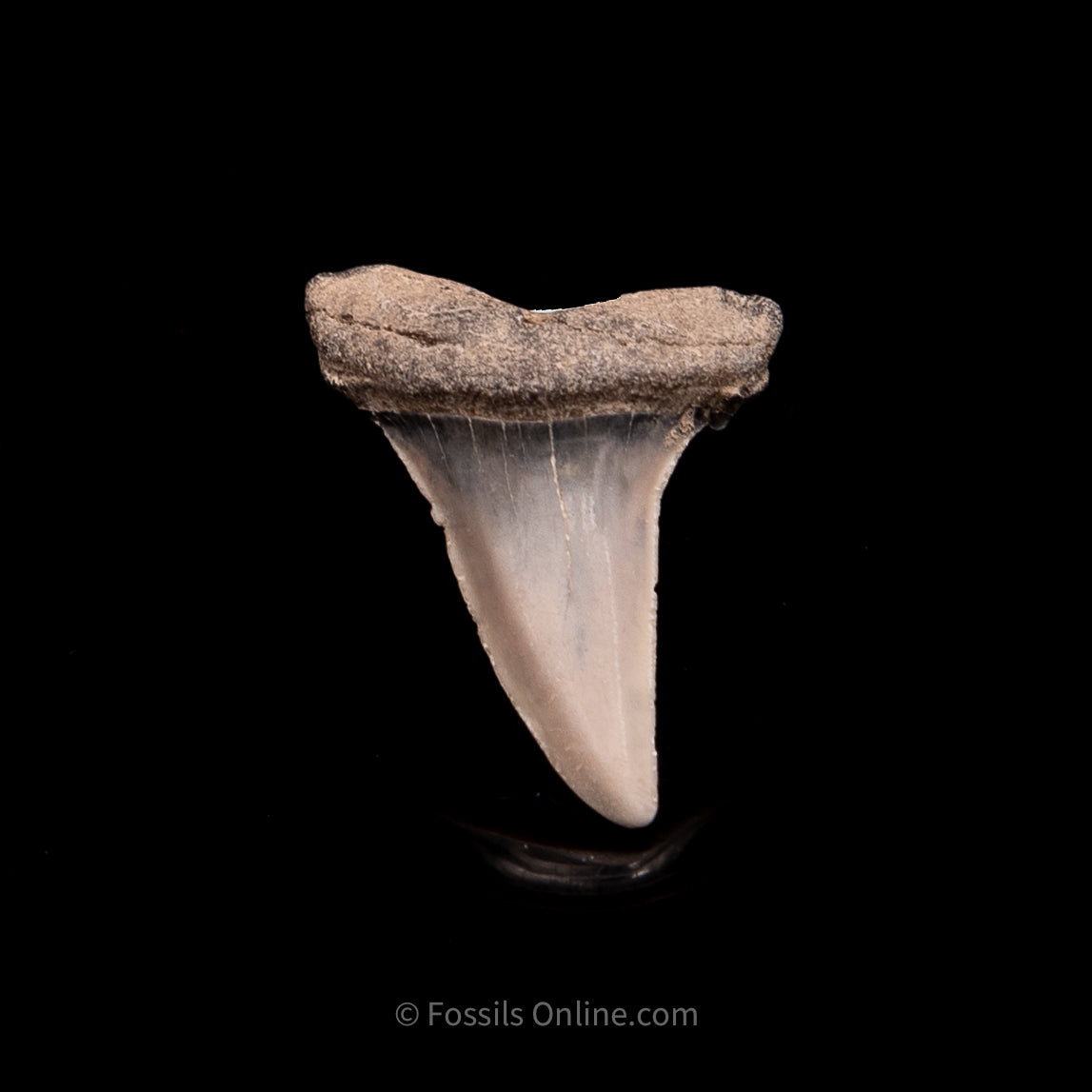 Isurus retroflexus Shark Tooth for Sale
