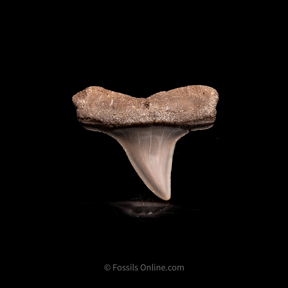 Isurus retroflexus Shark Tooth for Sale