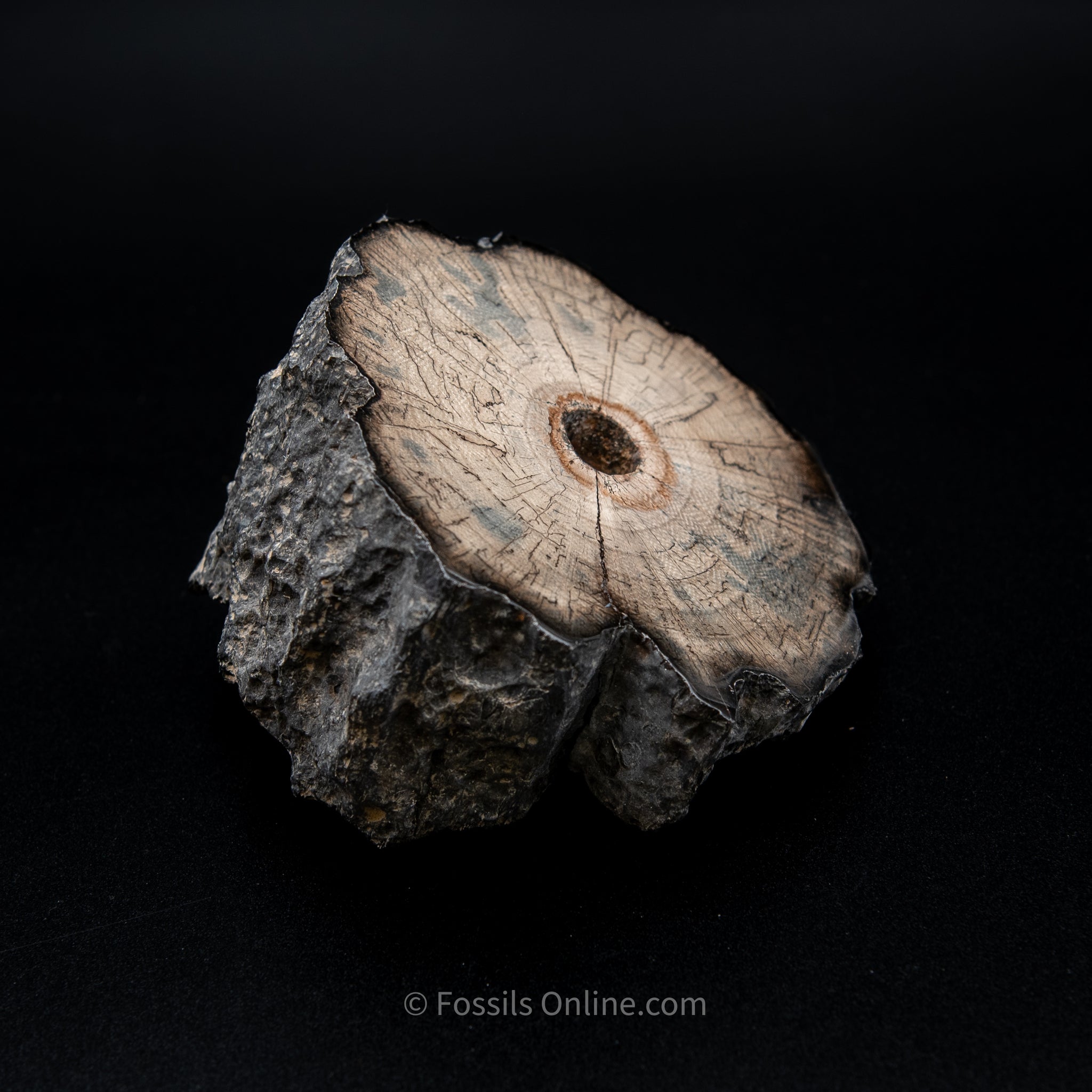 Polished Mammoth Tusk Home Decor Piece