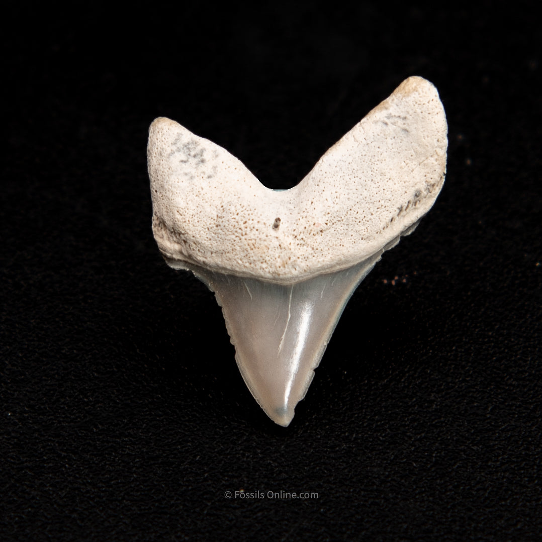 Isurus retroflexus Shark Tooth for Sale